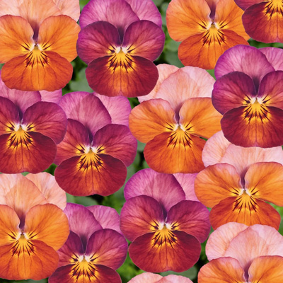 Viooltjes - Tuinplanten DEN KREUPEL